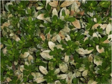 Lace Bugs: Identification, Damage & Treatment - Organic Plant Care LLC