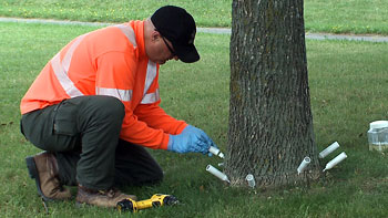 Emerald Ash Borer Treatment - Organic | Organic Plant Care LLC ...