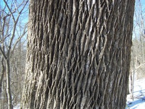 Ash Tree Identification | Organic Plant Care LLC, NJ, PA