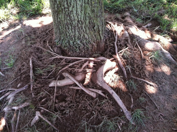 Why is My Tree Dying? What's Killing My Tree? | Organic Plant Care LLC ...