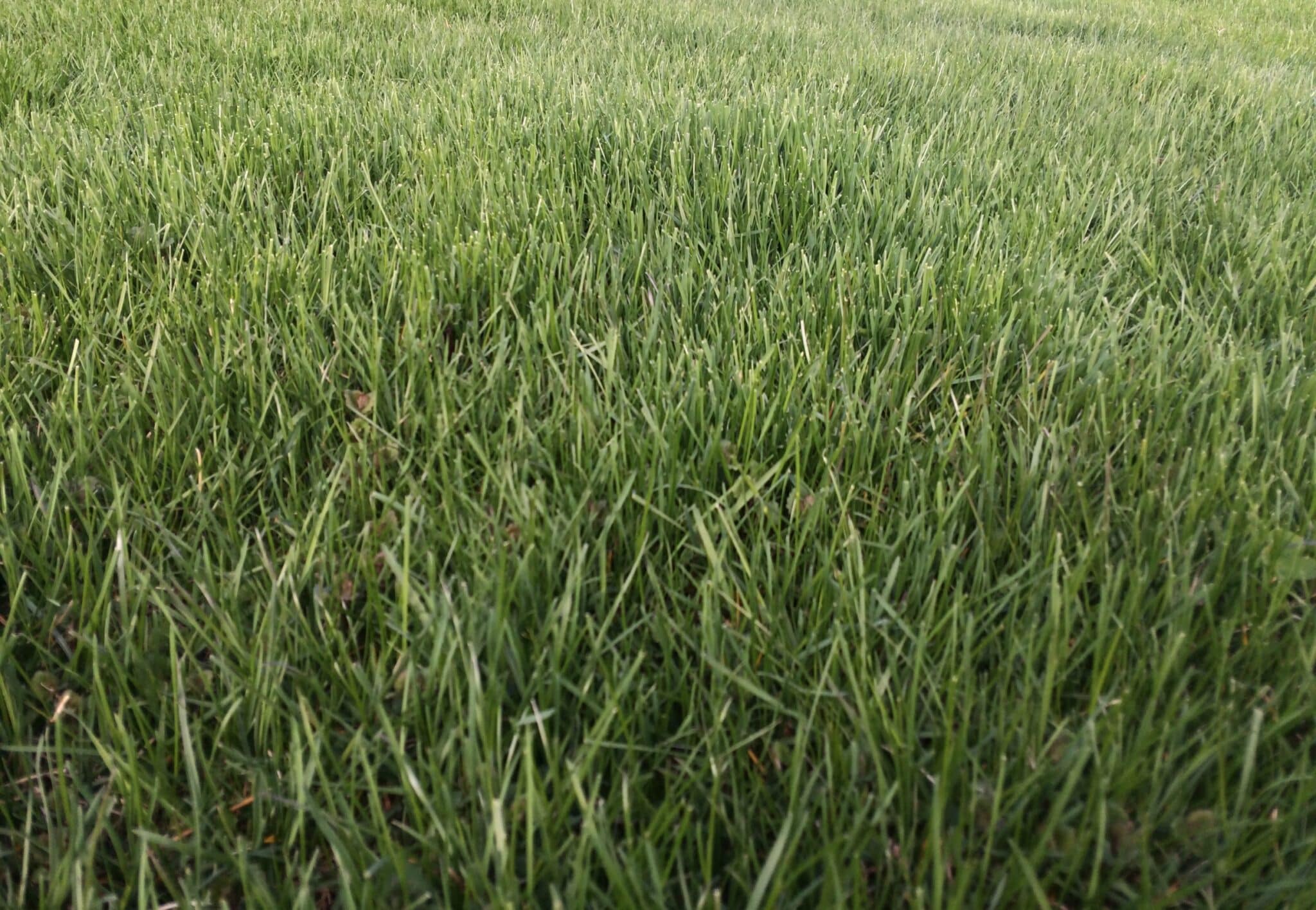 proper-lawn-mowing-height-organic-plant-care-llc-tree-service-in-hunterdon-morris-somerset