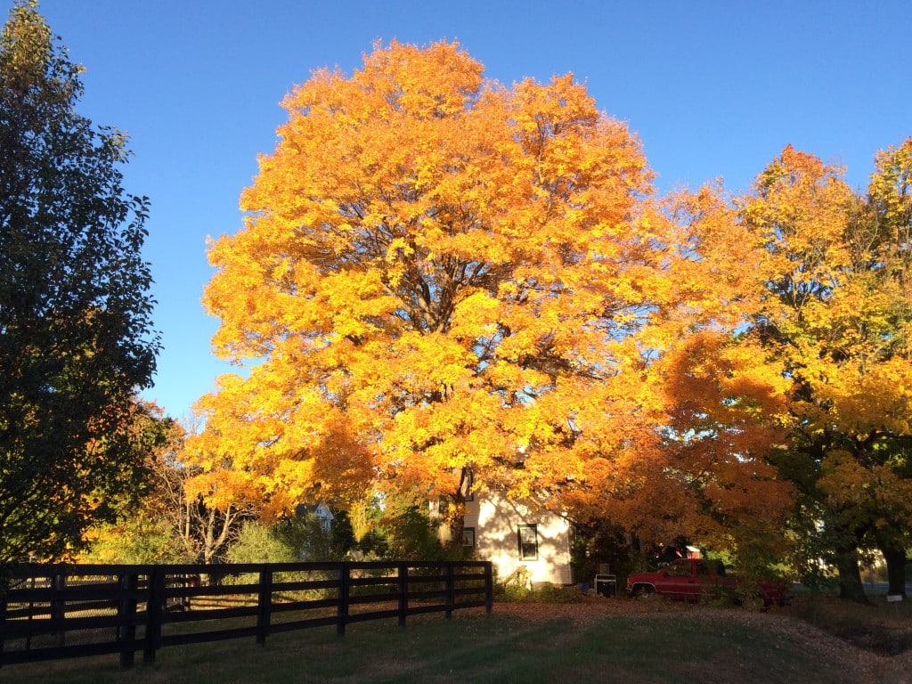 Why Leaves Change Color in Autumn - Organic Plant Care