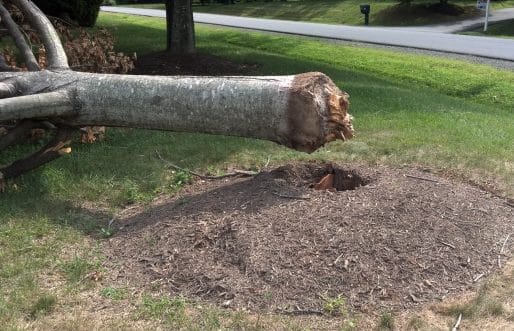 Proper Mulching Tips - NJ, Bucks County, PA