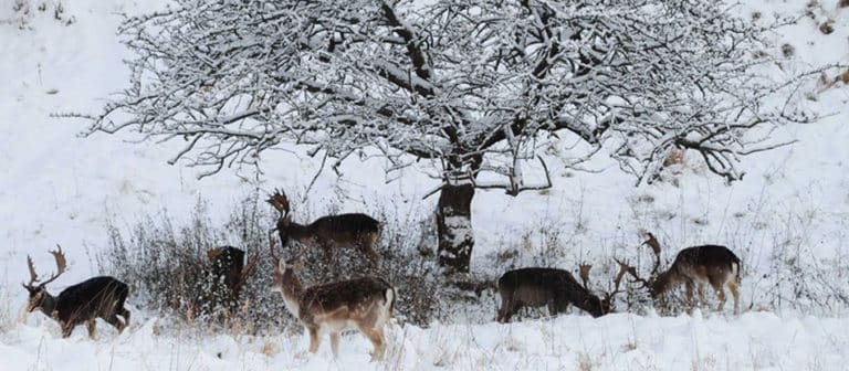 How To Protect Your Shrubs From Winter Deer Damage | Organic Plant Care ...