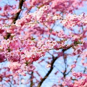 Best Spring-Flowering Trees for Central NJ & PA | Organic Plant Care ...