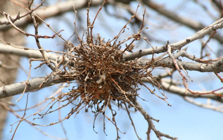 What Causes Witches' Broom In Trees? | Organic Plant Care LLC | Organic ...