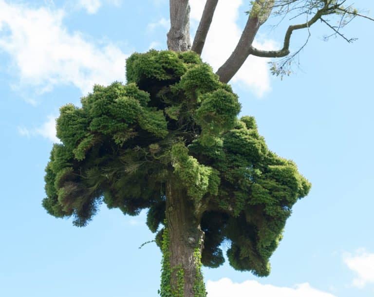 What Causes Witches' Broom In Trees? | Organic Plant Care LLC | Organic ...