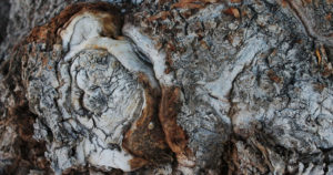 What is a Burl? Description, Causes & What To Do | Organic Plant Care ...