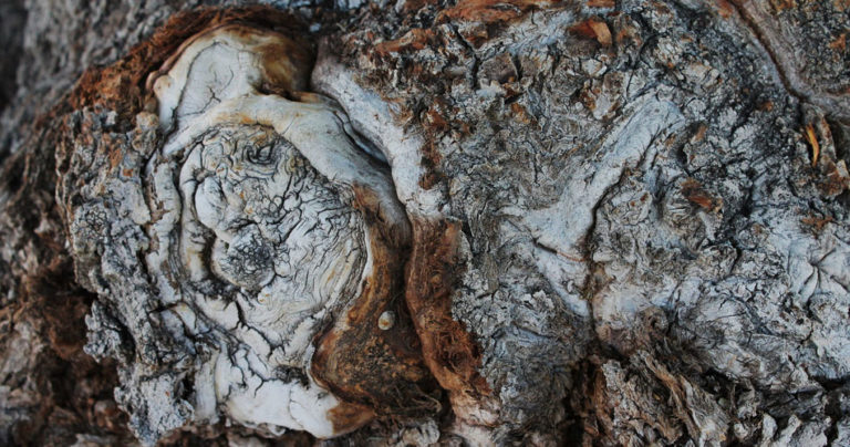 What is a Burl? Description, Causes & What To Do | Organic Plant Care ...