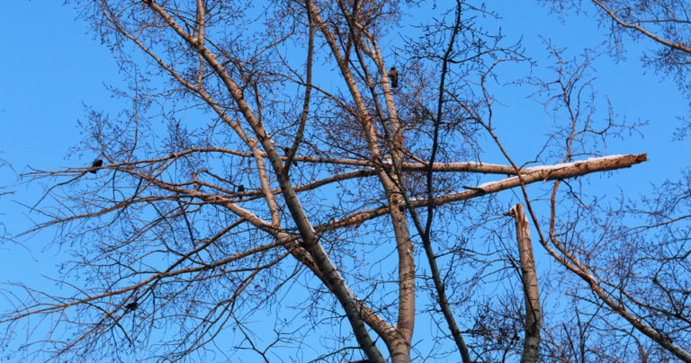 Is Your Tree Dangerous? How to Identify Potential Safety Hazards ...
