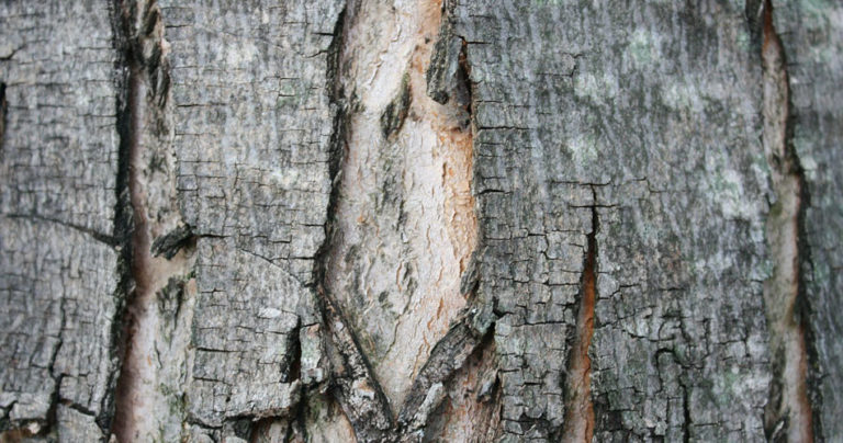 Is Your Tree Dangerous? How to Identify Potential Safety Hazards ...