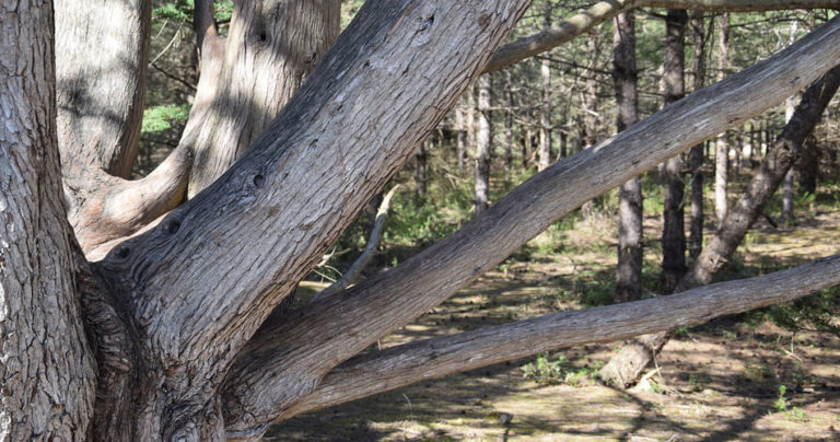 Is Your Tree Dangerous? How to Identify Potential Safety Hazards ...