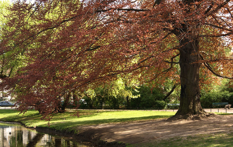 Copper Beech (Fagus sylvatica purpurea) | Organic Plant Care LLC ...