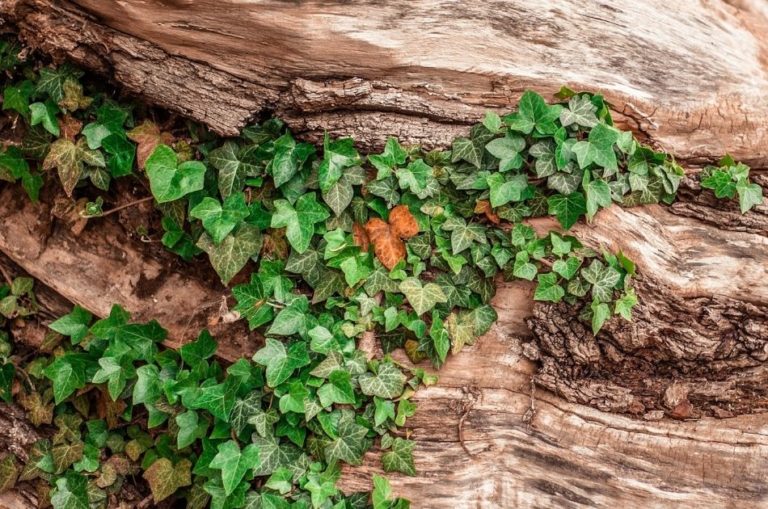 Will Ivy Harm My Trees? Should I Remove Ivy? | Organic Plant Care LLC ...