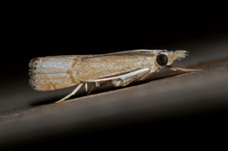 Are Sod Webworm Moths Ruining Your Lawn? | Organic Plant Care LLC ...