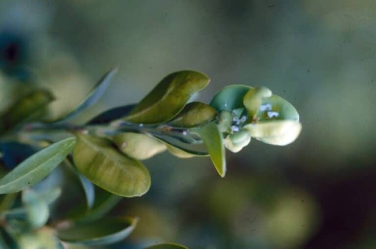 Boxwood Psyllids: Recognizing and Controlling an Infestation in Central ...