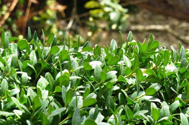 Boxwood Psyllids: Recognizing and Controlling an Infestation in Central ...