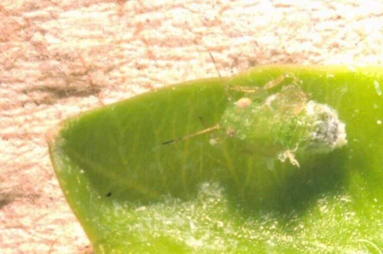 Boxwood Psyllids: Recognizing and Controlling an Infestation in Central ...