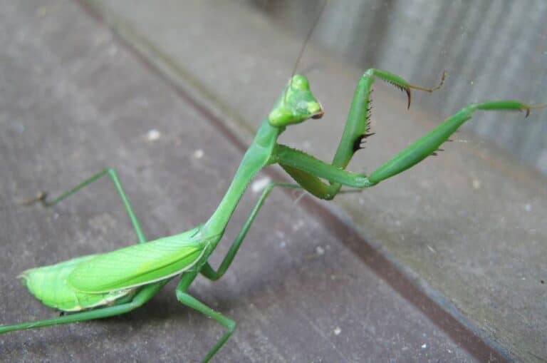 5 Beneficial Insects That Control New Jersey and Eastern Pennsylvania ...